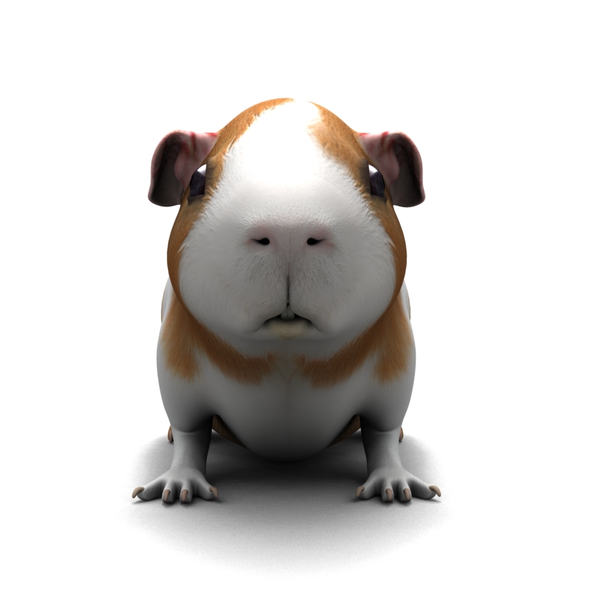3d guinea pig