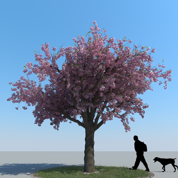 realistic cherry tree max
