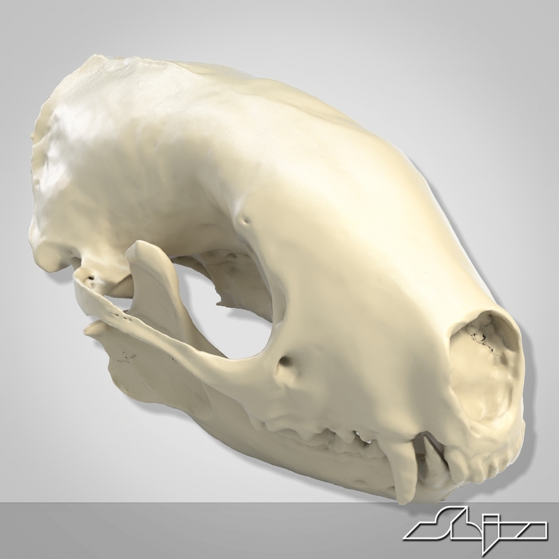 skunk skull scan max