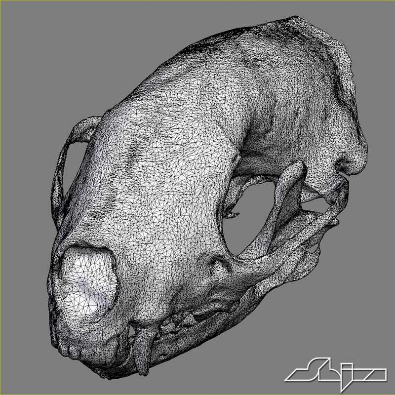 skunk skull scan max