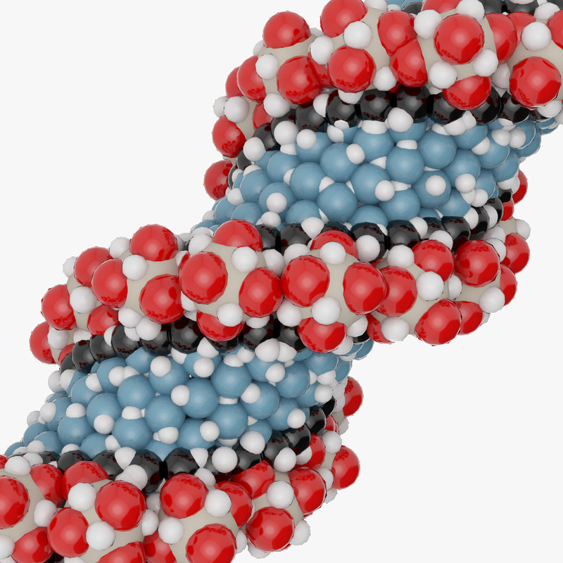 3d dna model