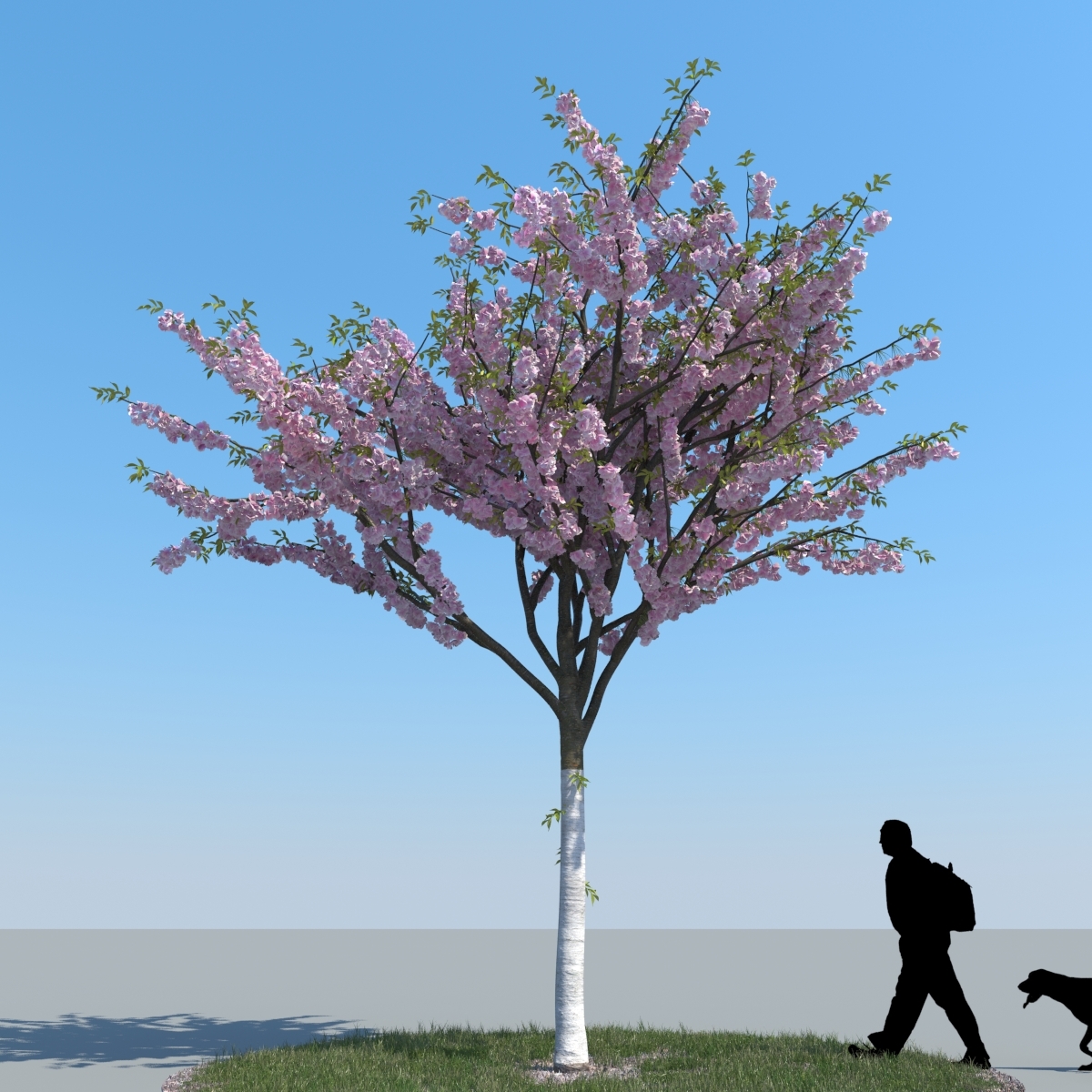 3d realistic cherry tree model