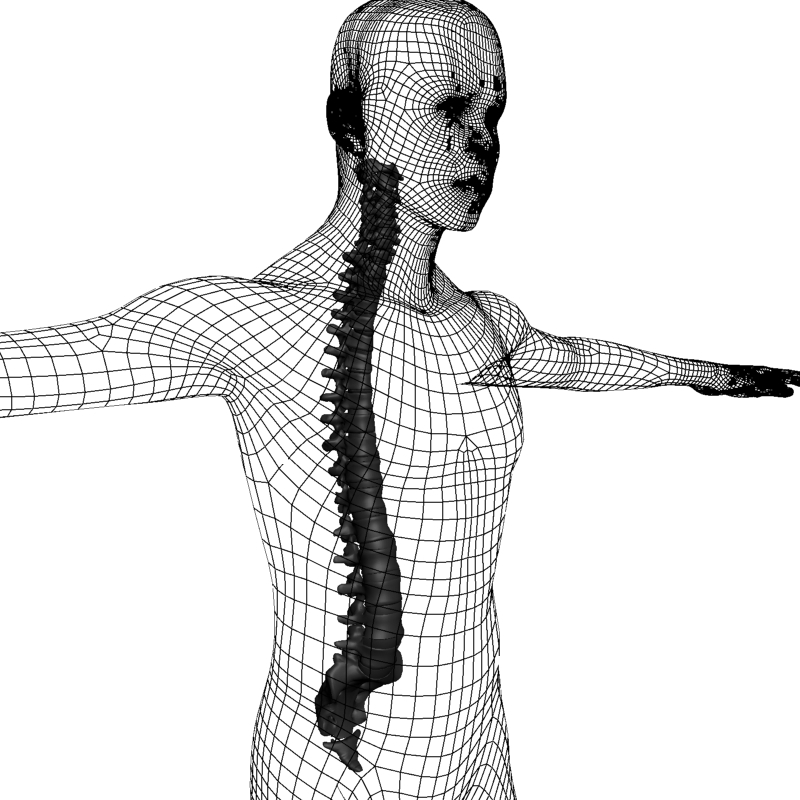 3d human spine
