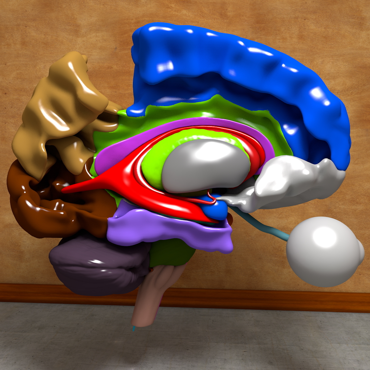 3ds max human brain