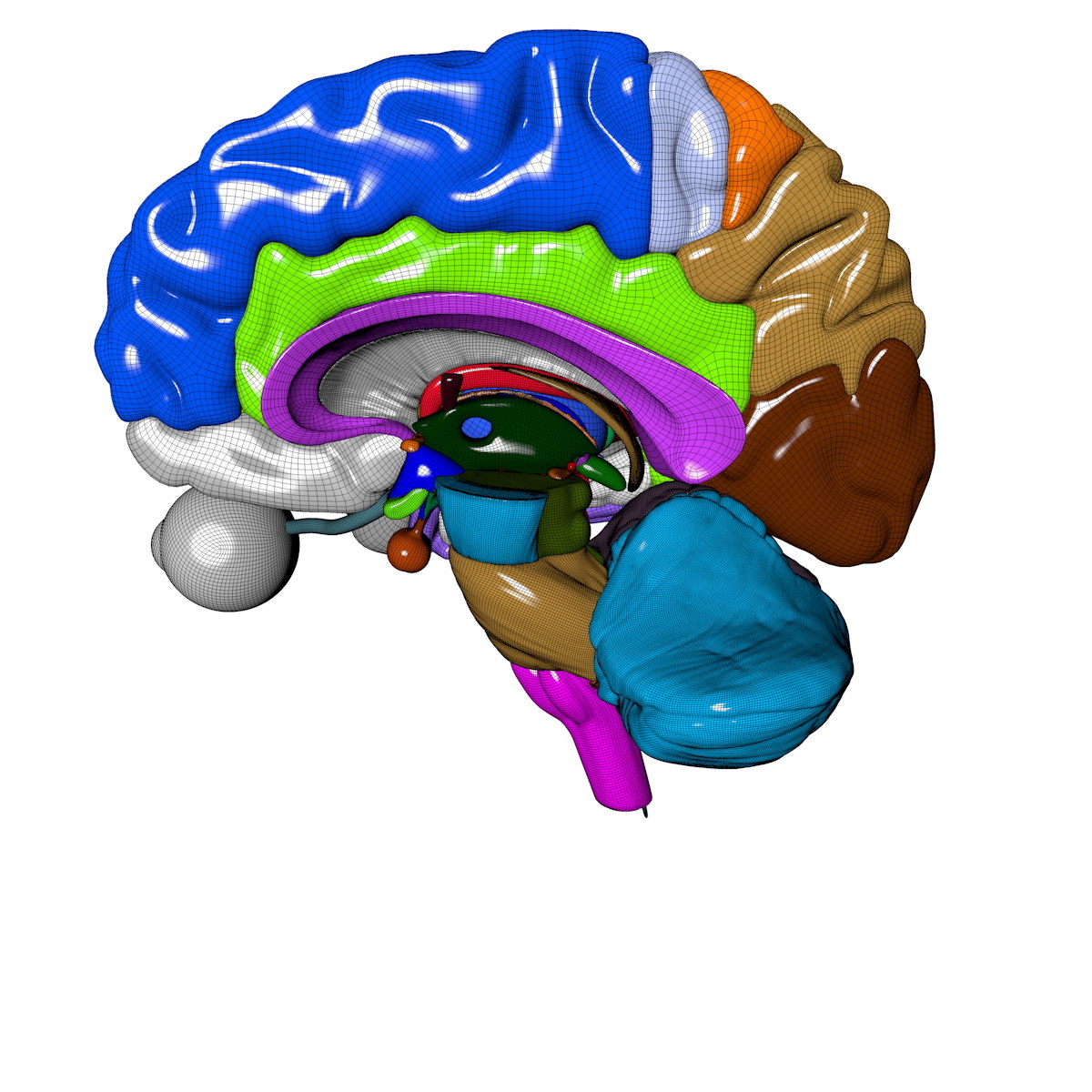 3ds max human brain