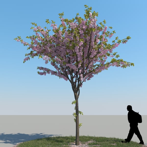cherry tree 3d c4d