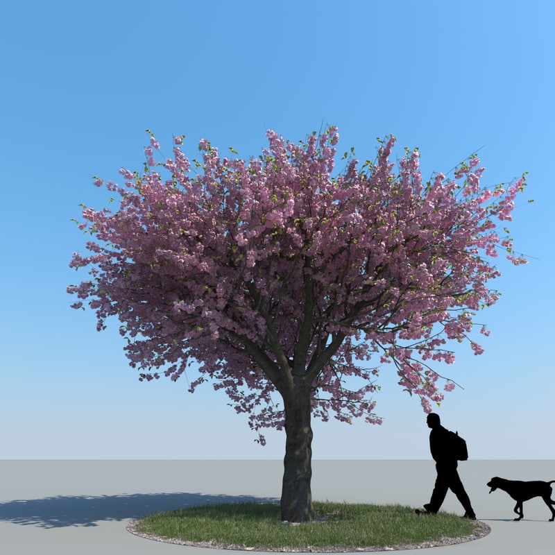 3d max realistic cherry tree