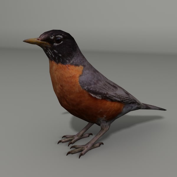 3d robin model