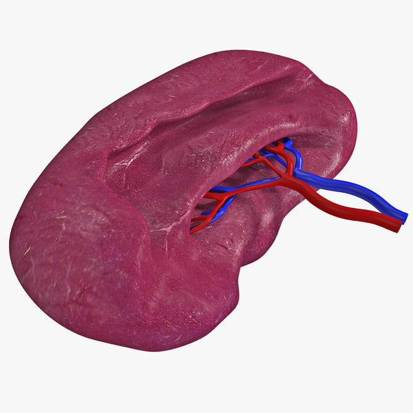 Immune System 3D Models for Download | TurboSquid