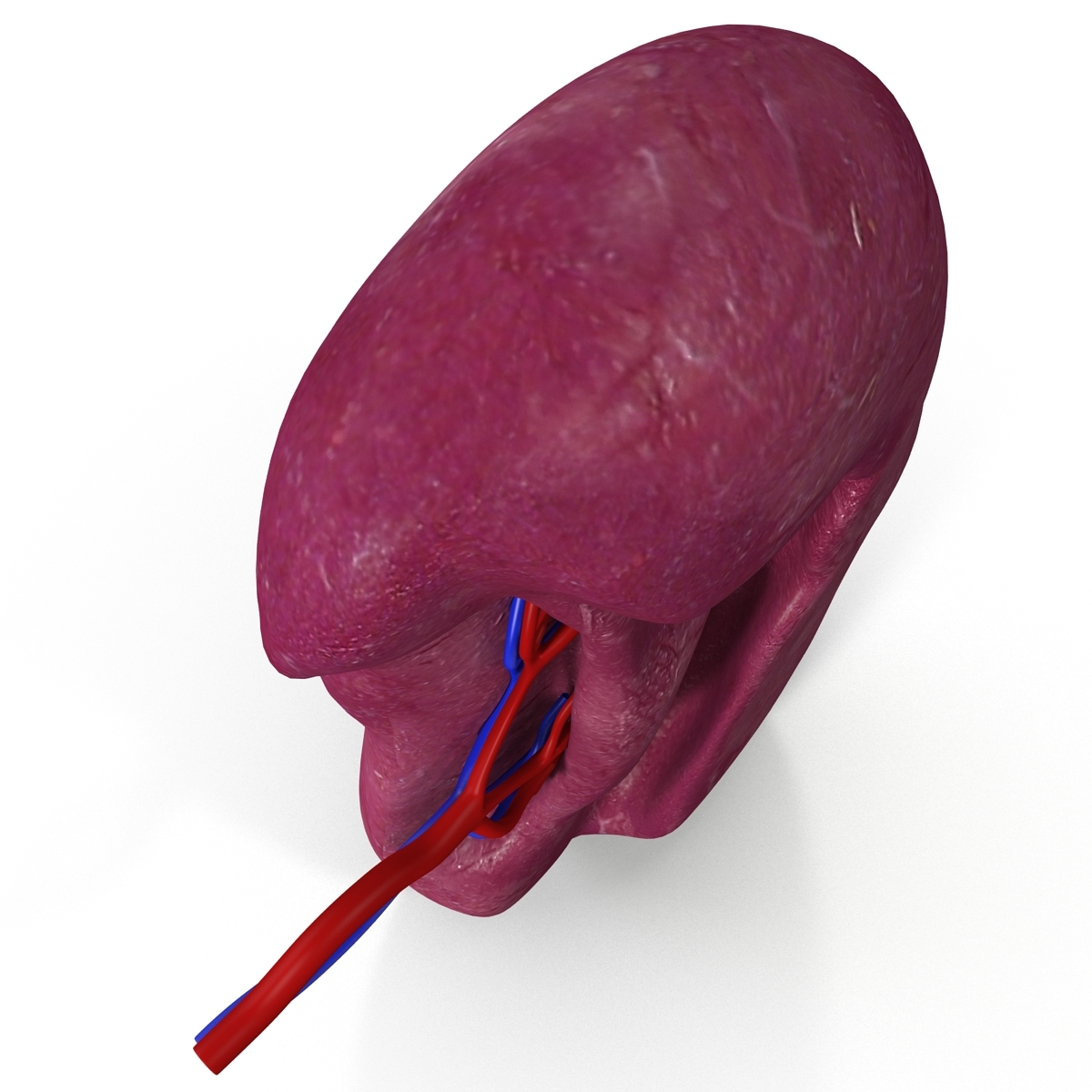 3d model of human spleen