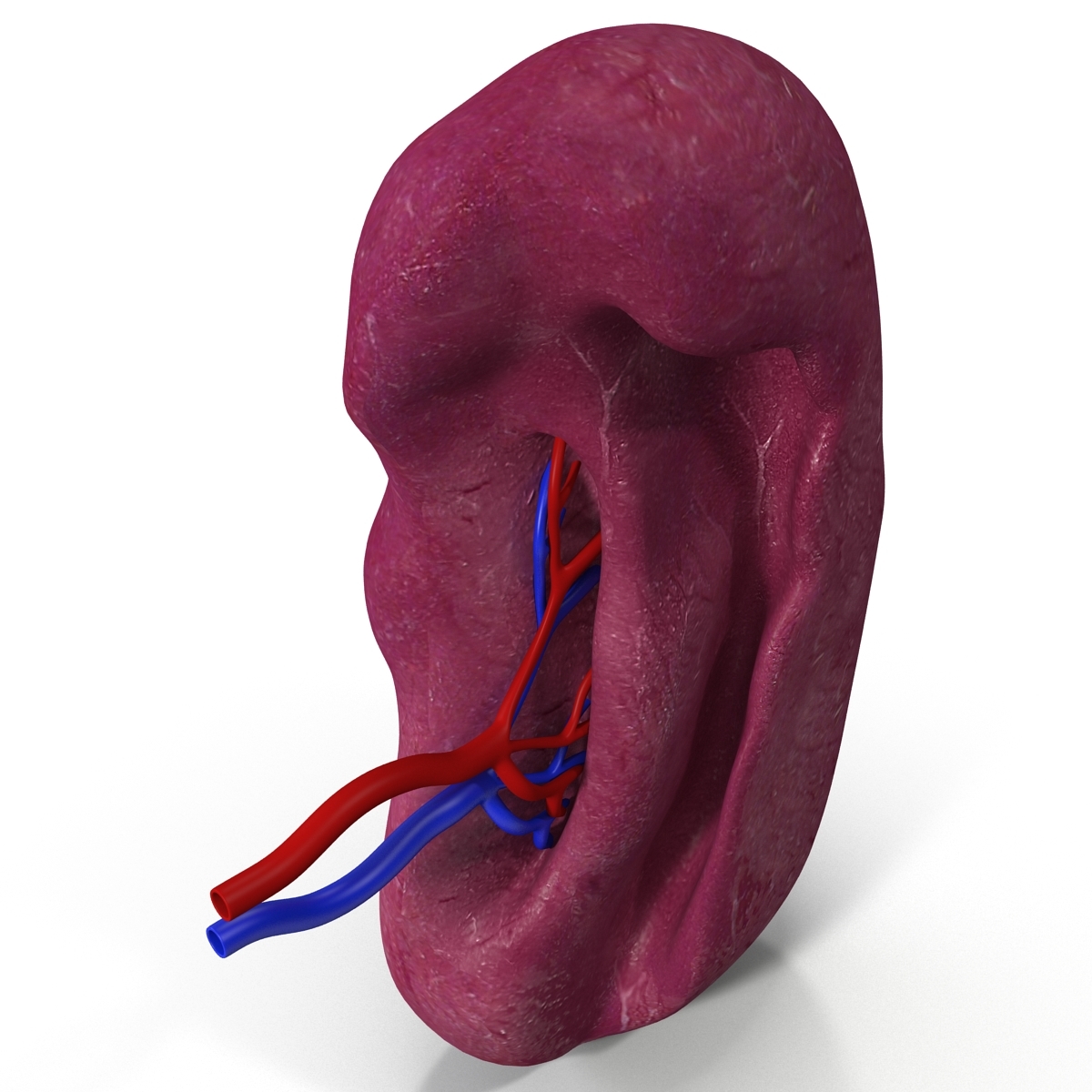 3d model of human spleen