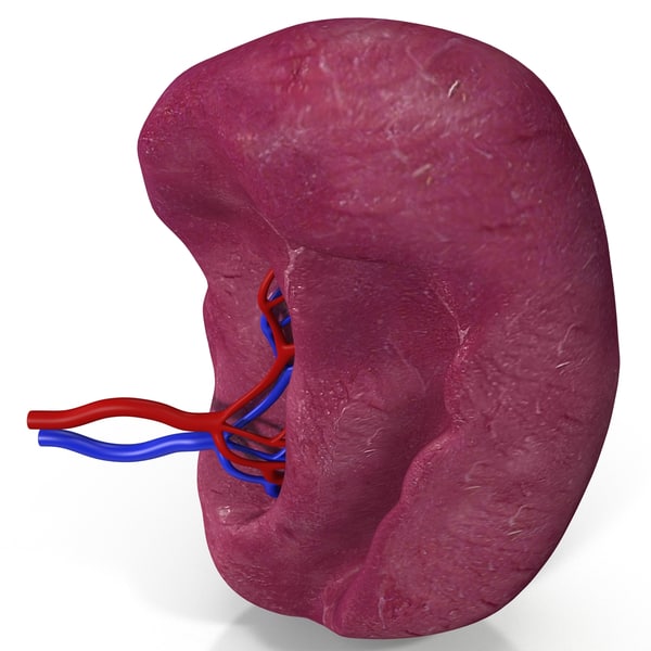 3d model of human spleen