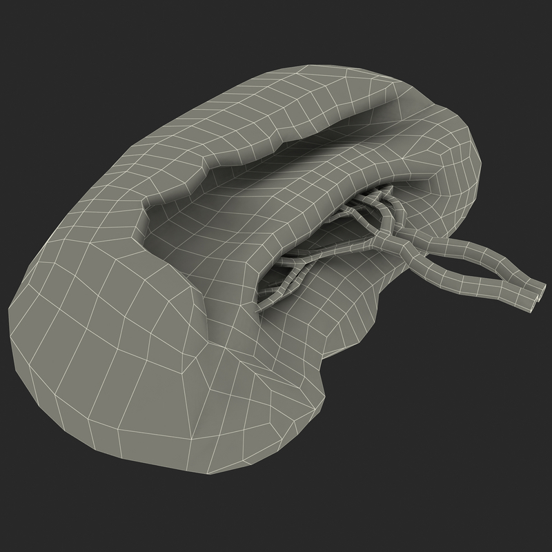 3d model of human spleen