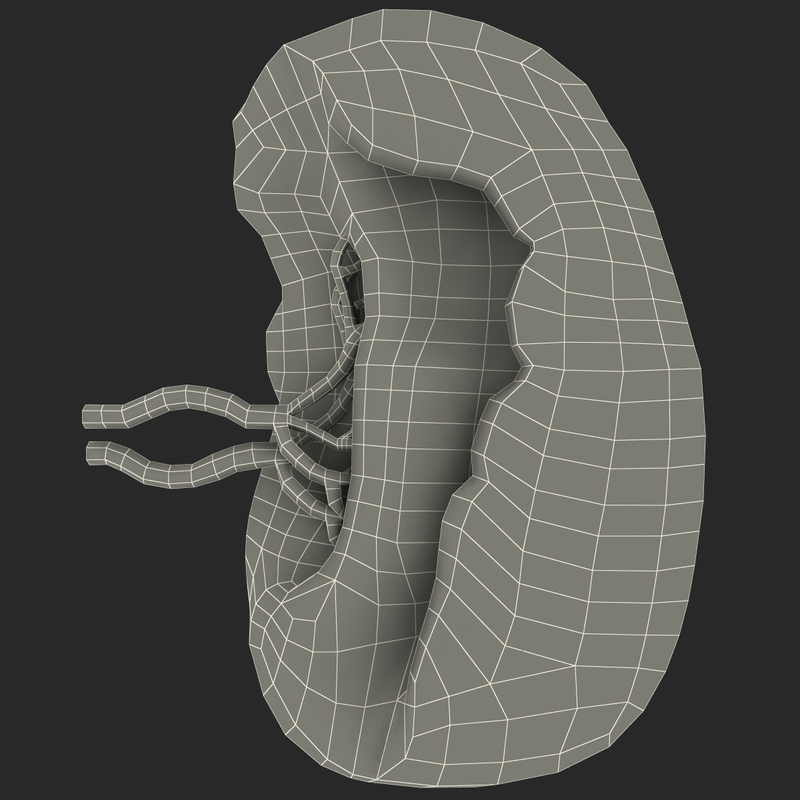 3d model of human spleen