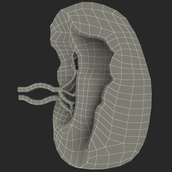 3d model of human spleen