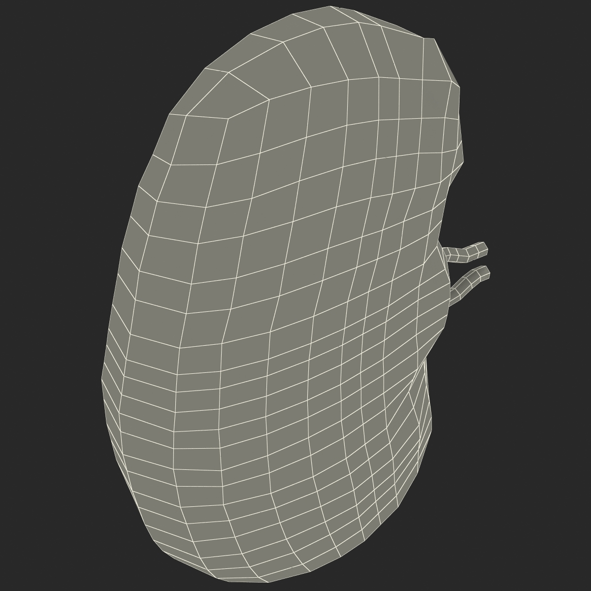 3d model of human spleen