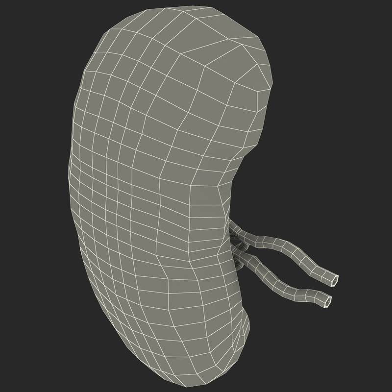 3d model of human spleen