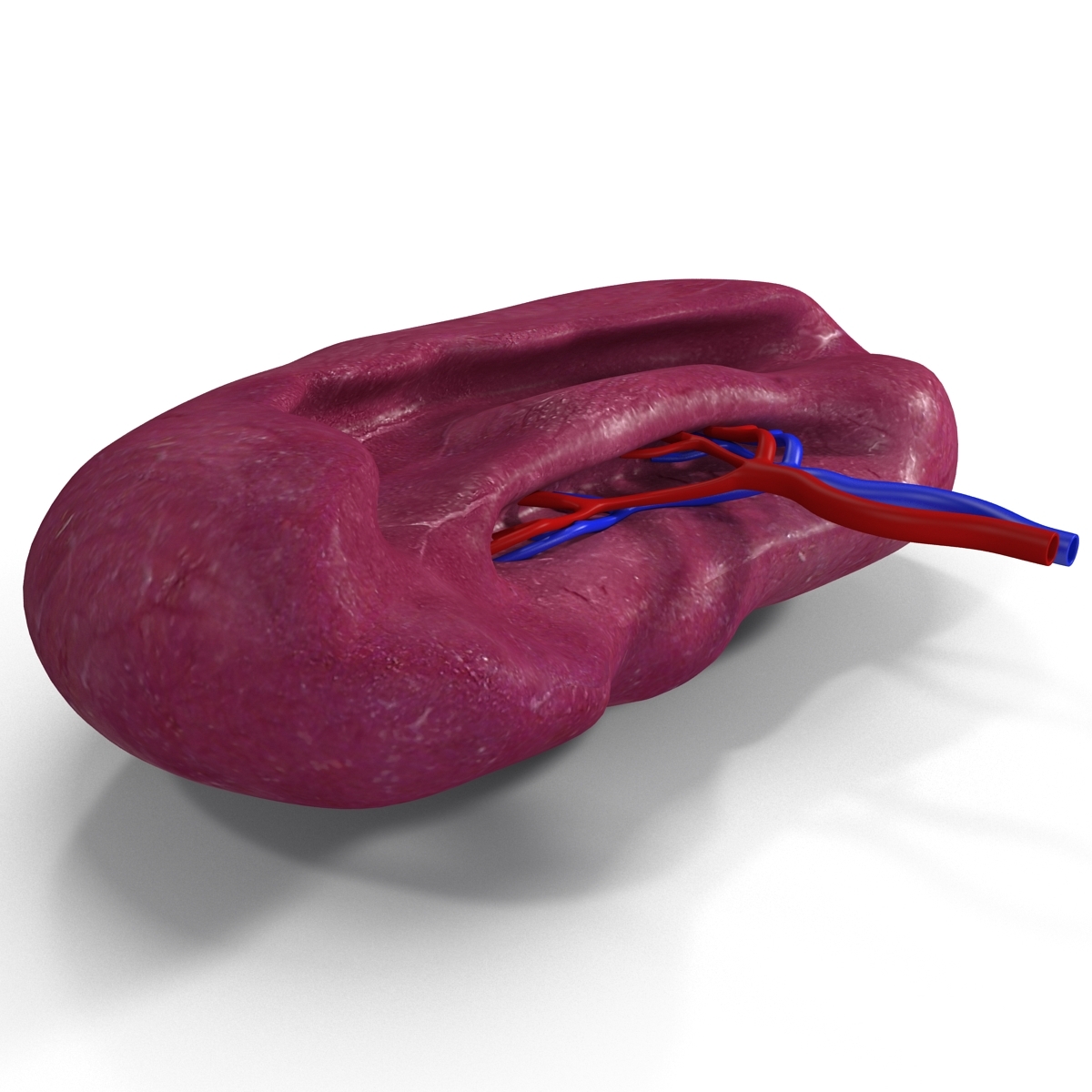 3d model of human spleen