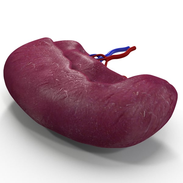 3d model of human spleen