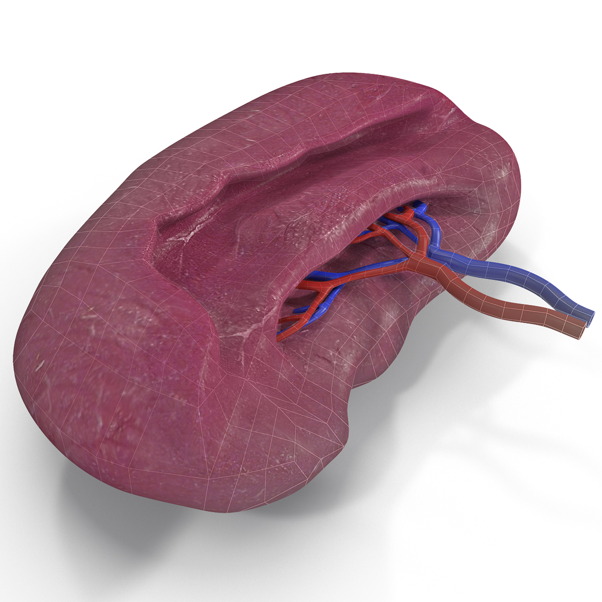 3d model of human spleen