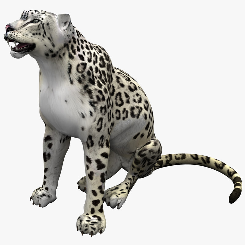 snow leopard pose 2 max