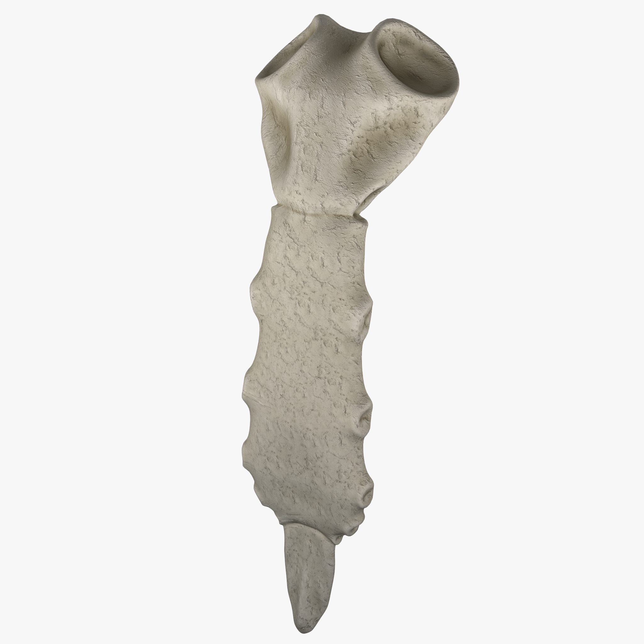sternum bone 3d model