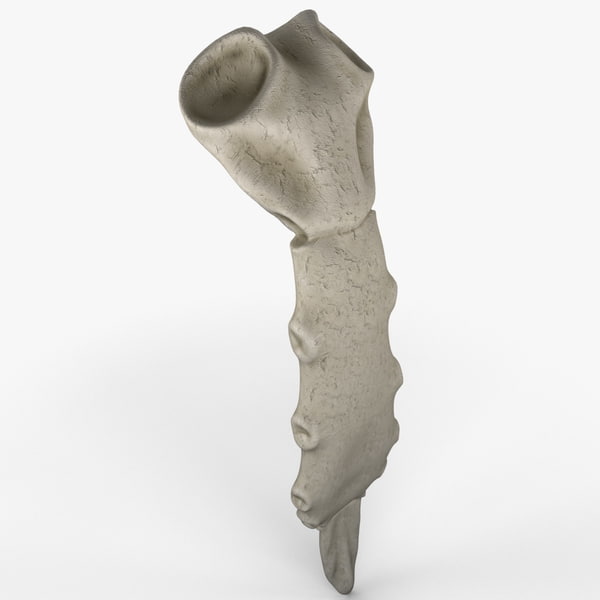 sternum bone 3d model