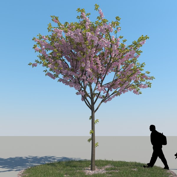 3D Cherry-Blossom Models | TurboSquid