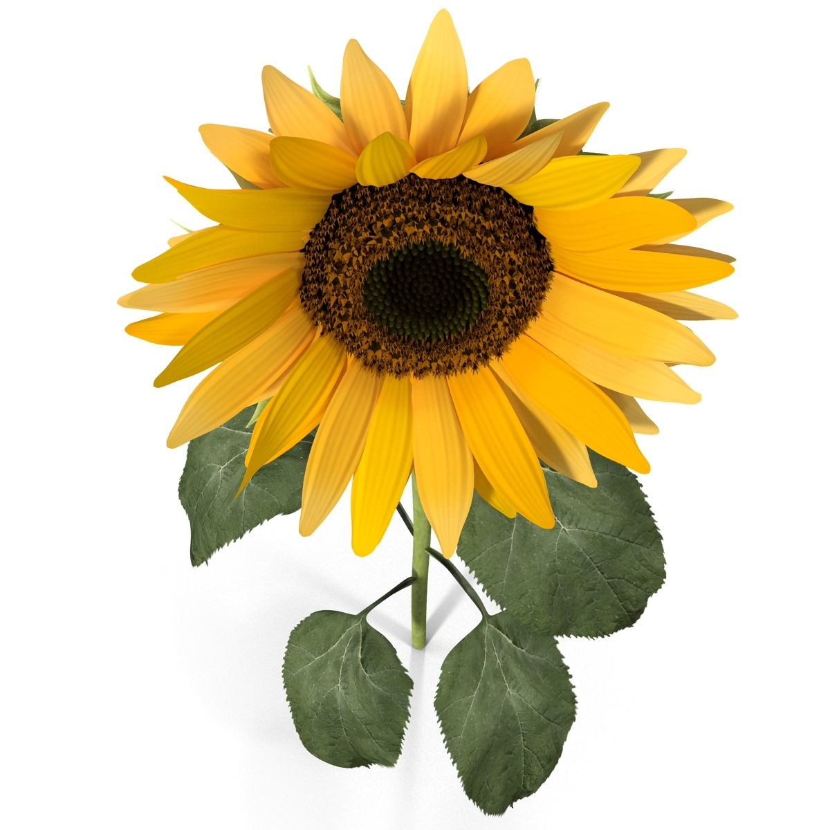 3ds max sunflower 2