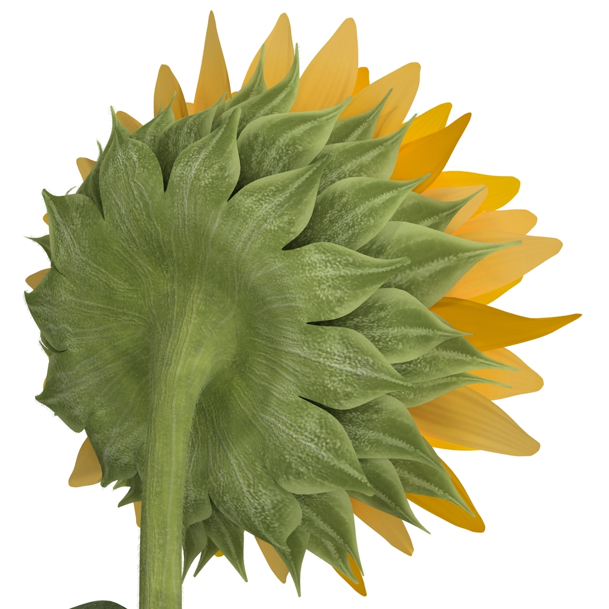 3ds max sunflower 2