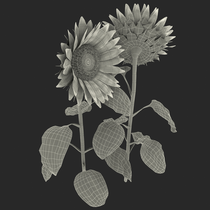 3ds max sunflower 2
