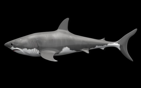 Hai 3D-Modell - TurboSquid 763967