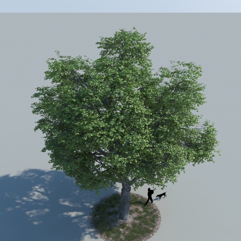 realistic maple tree 3d model