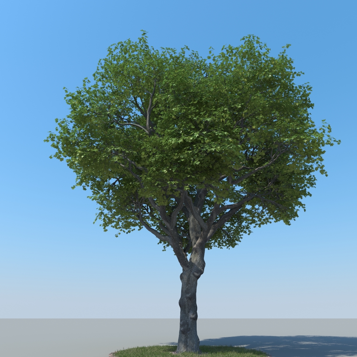 realistic maple tree 3d model