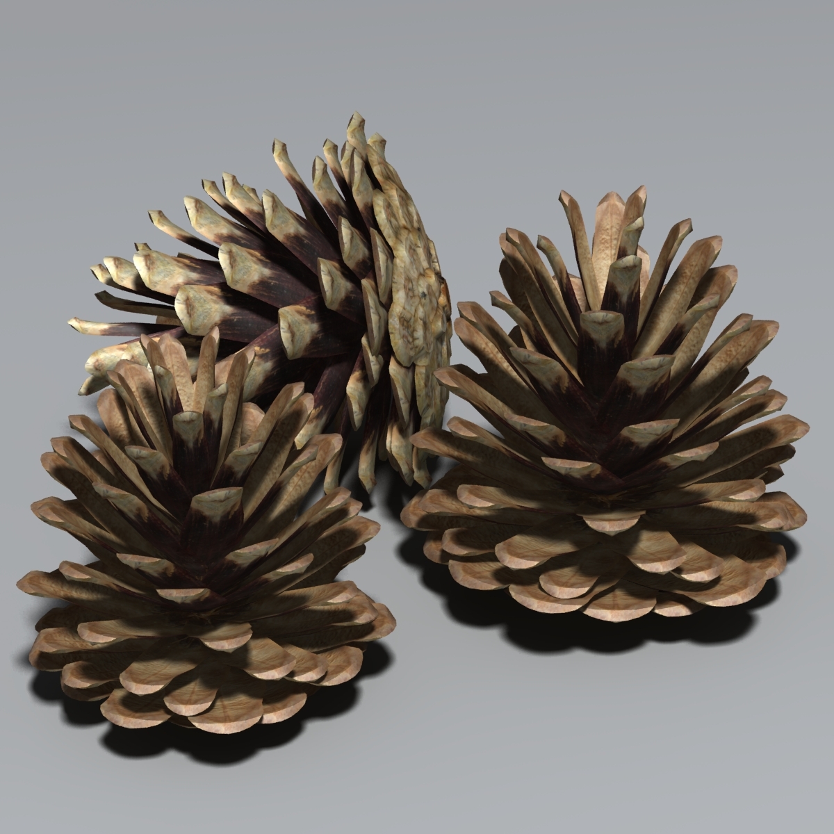 cone conifer seeds max