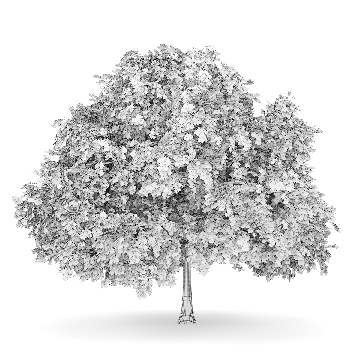 small leaved lime 3d model