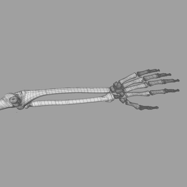 male arm hand skeleton anatomy 3d model
