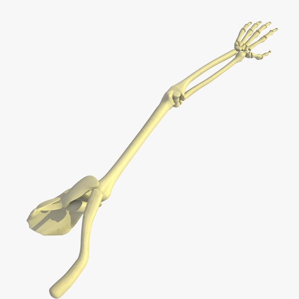 male arm hand skeleton anatomy 3d model
