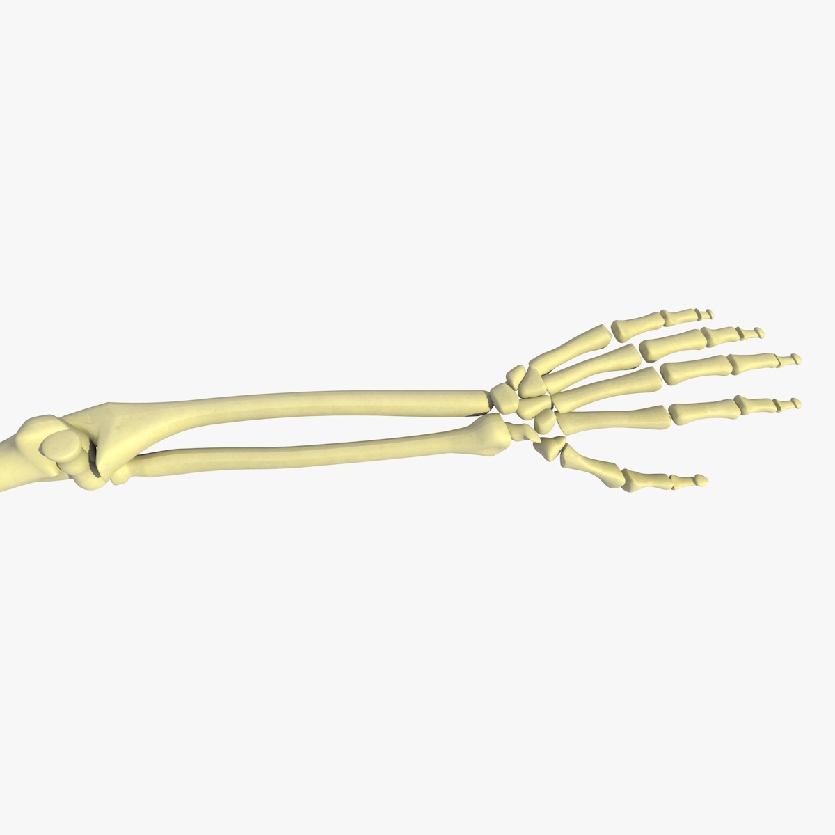 male arm hand skeleton anatomy 3d model