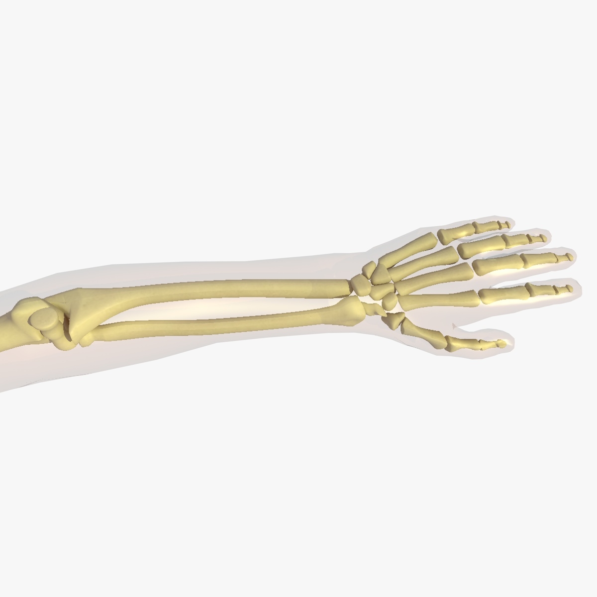 male arm hand skeleton anatomy 3d model