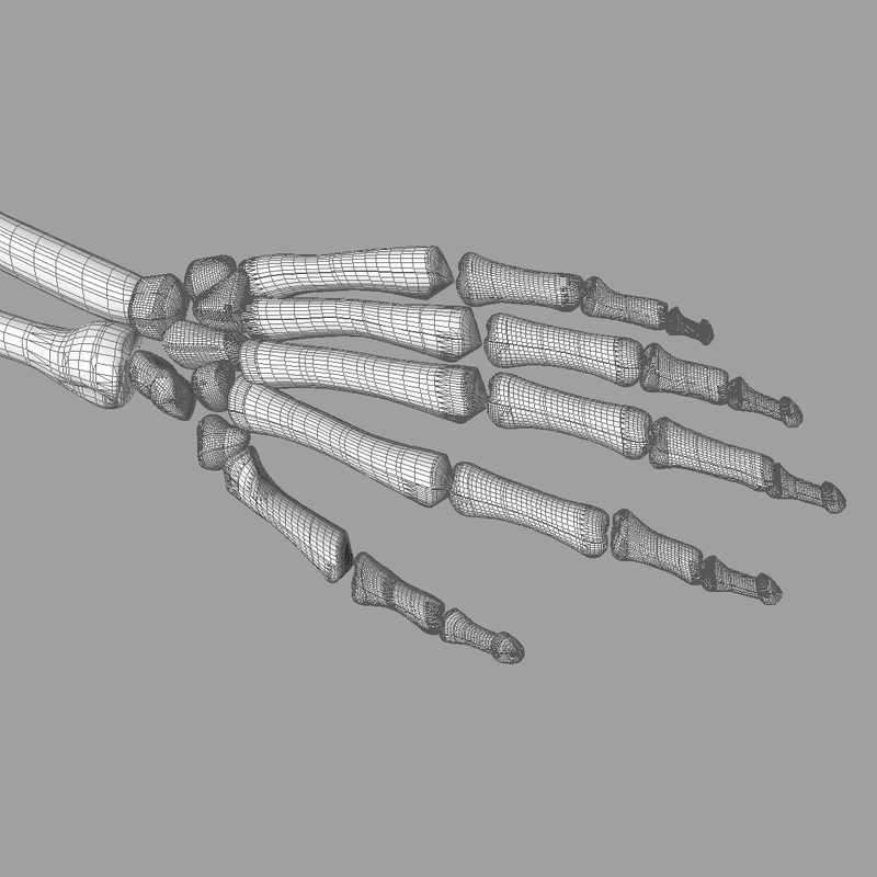 male arm hand skeleton anatomy 3d model