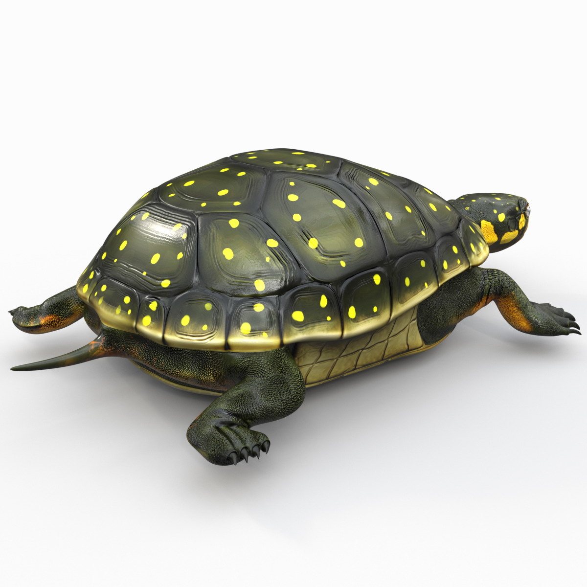 3d spotted turtle