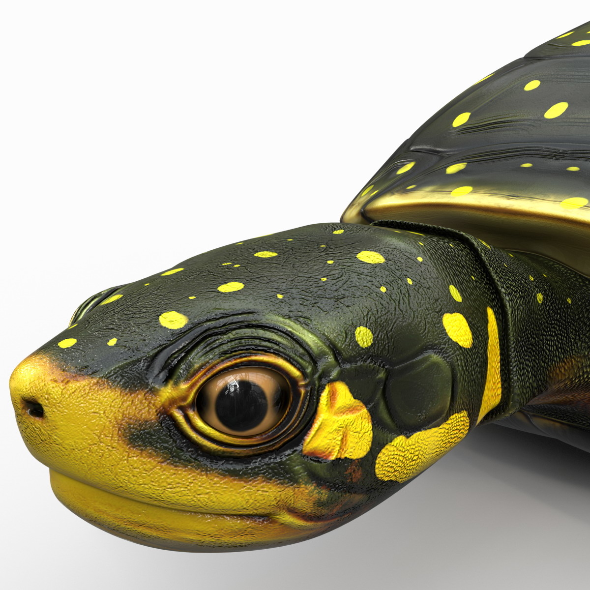 3d spotted turtle