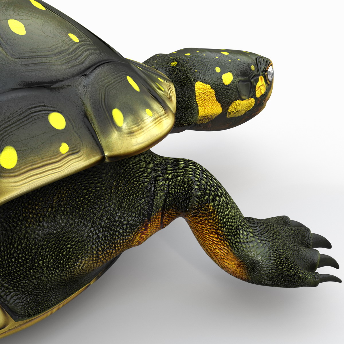 3d spotted turtle