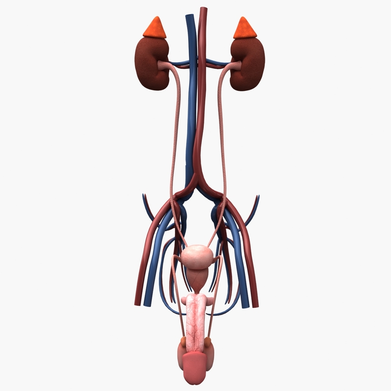 3d model dugm01 male urinary reproductive