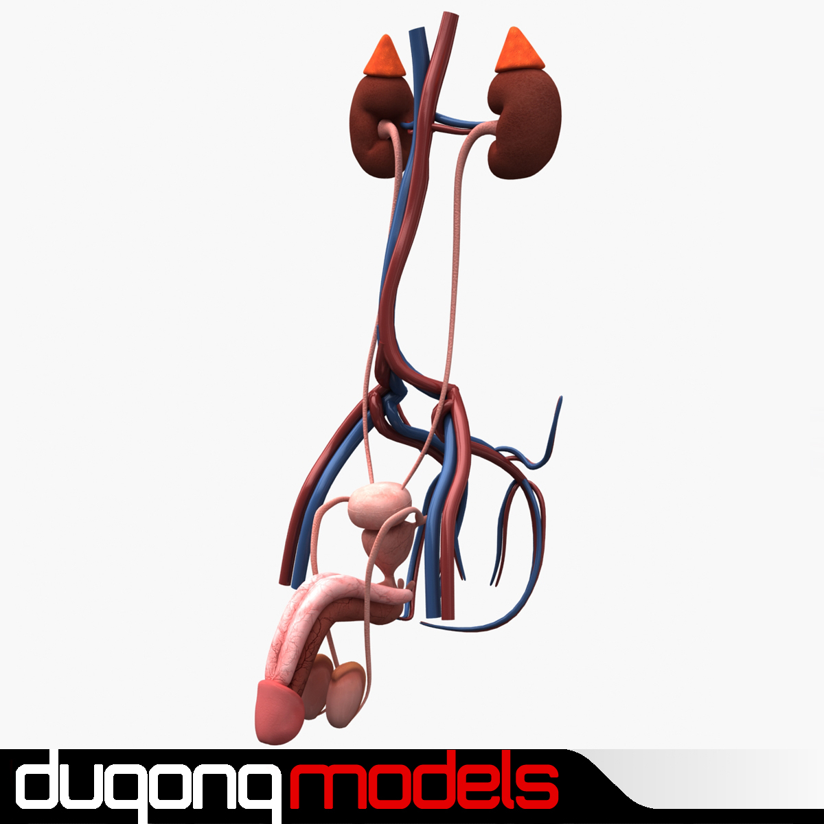 3d model dugm01 male urinary reproductive