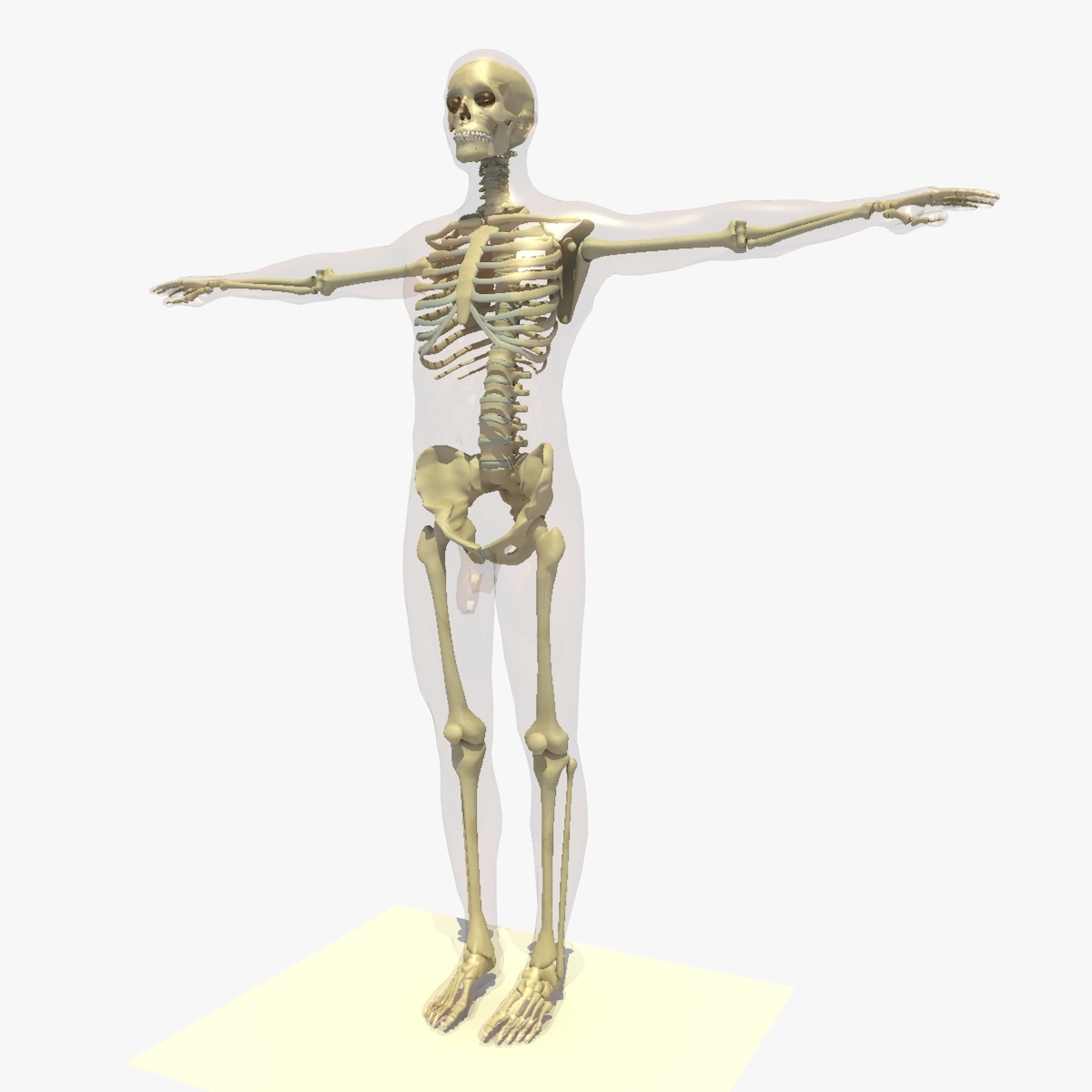 3d skeleton anatomy man human