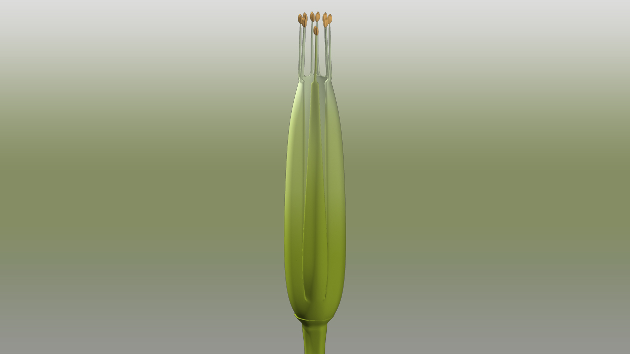 3d cohesion stamens model