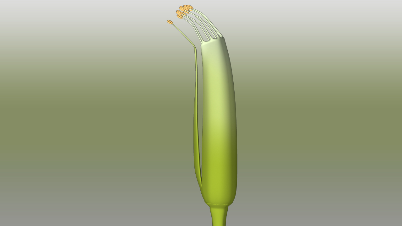 3d cohesion stamens model
