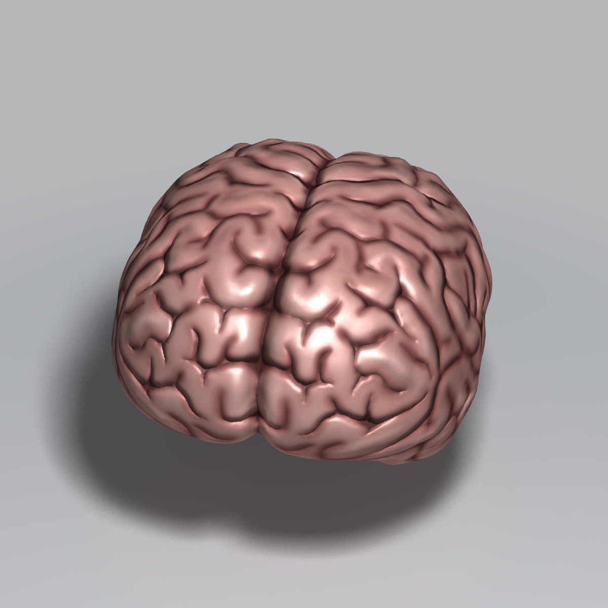 3ds max human brain